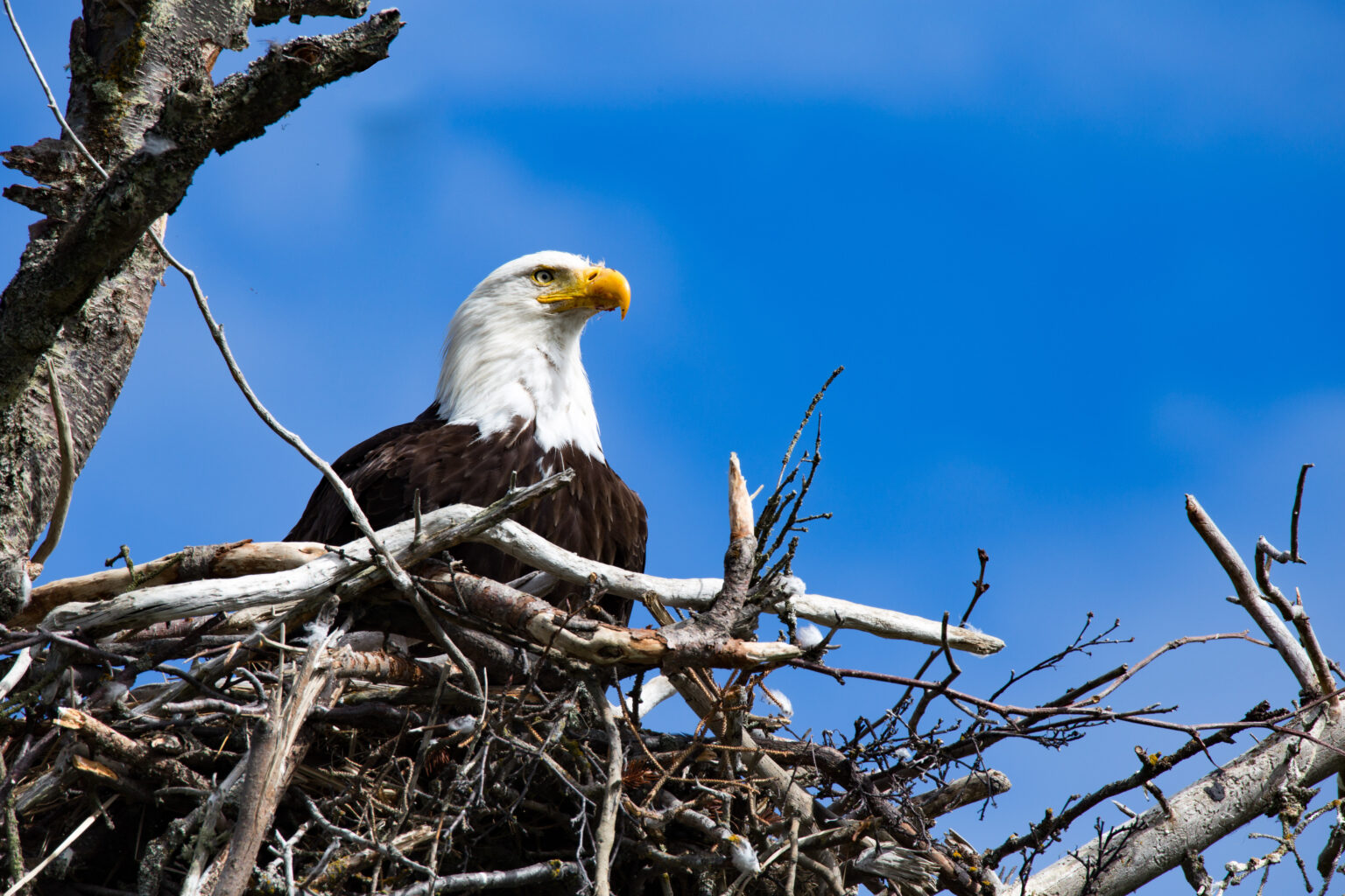 Make a Weekend of It: Eagle Watch Weekend at Starved Rock - Heritage Harbor