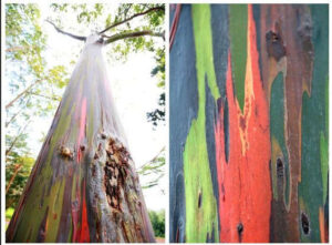 Trees of Kauai - Koloa Kai Vacation Rentals & Management