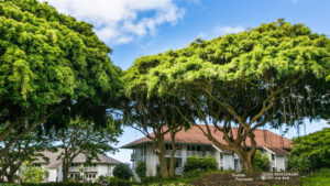 Trees of Kauai - Koloa Kai Vacation Rentals & Management
