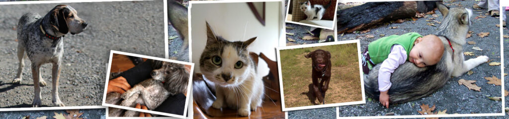 Pets - Lydia Mountain Lodge & Log Cabin