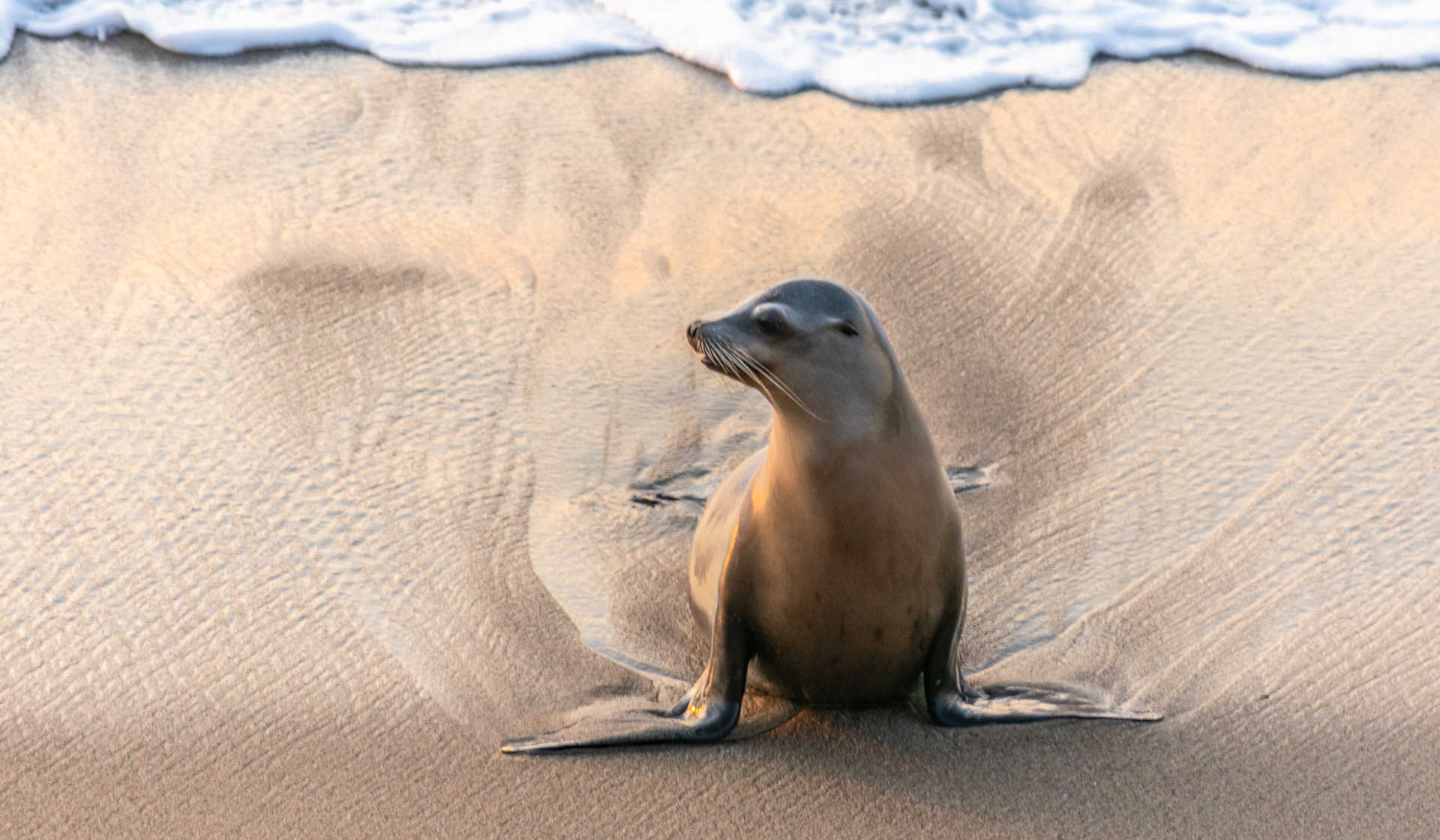 San Diego Wildlife - San Diego Escapes