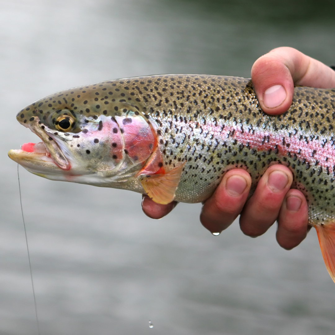 Best Trout Fishing Spots in Blue Ridge, Georgia 🎣