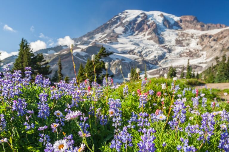 Ultimate Guide to Wildflowers of Mount Rainier - TMC Vacation Rentals