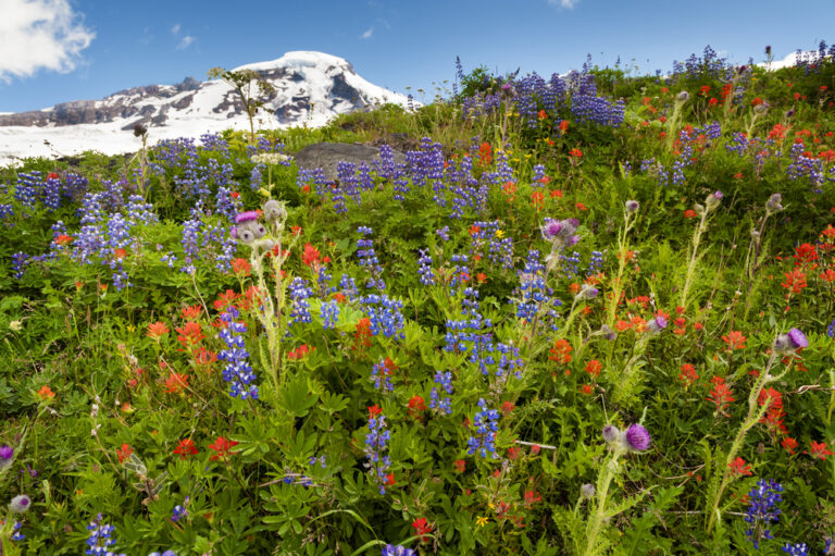 Best Time to Visit Mt. Baker