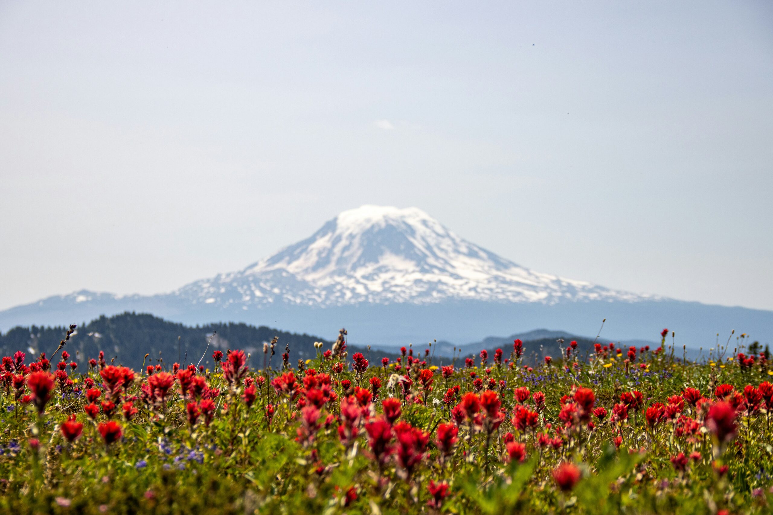 Romantic Things To Do On Mt Baker In The Spring: Where The Wildflowers ...