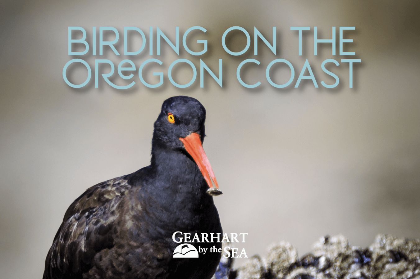 Birding in the Oregon Coast, the perfect birder's getaway in 2025