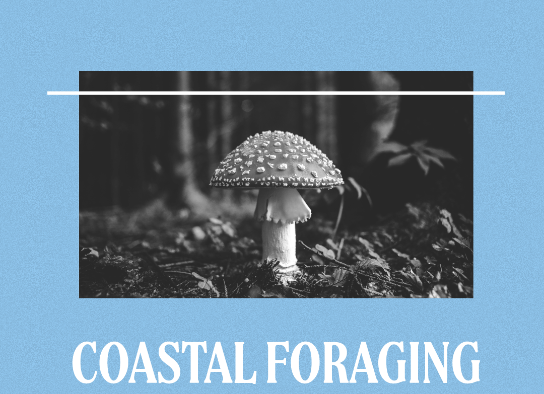 Foraging on the Oregon Coast - Kiwanda Coastal Properties