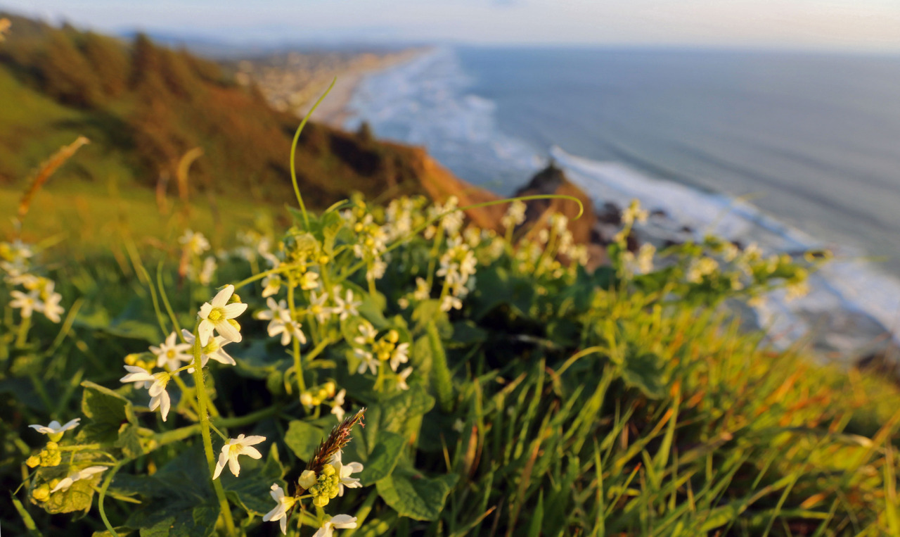 Spring Time is Coming! - Kiwanda Coastal Properties